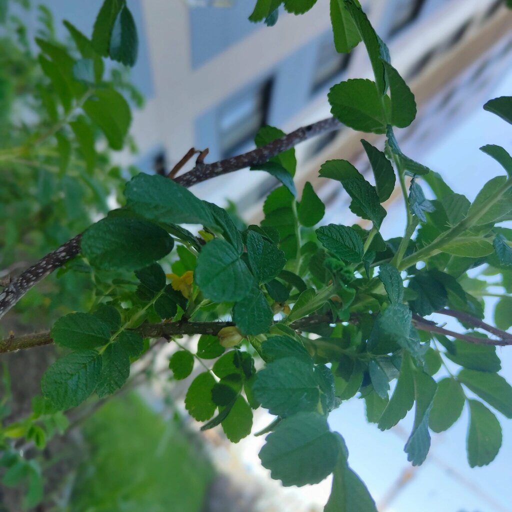 Konut blokları Jetisu.Aqsu - 5, Astana, foto