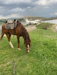 Royal Horses Horse Riding Club (Kotayk Region, Village of Kaghsi, 2nd district), at ve binicilik kulüpleri  Kotayk'tan