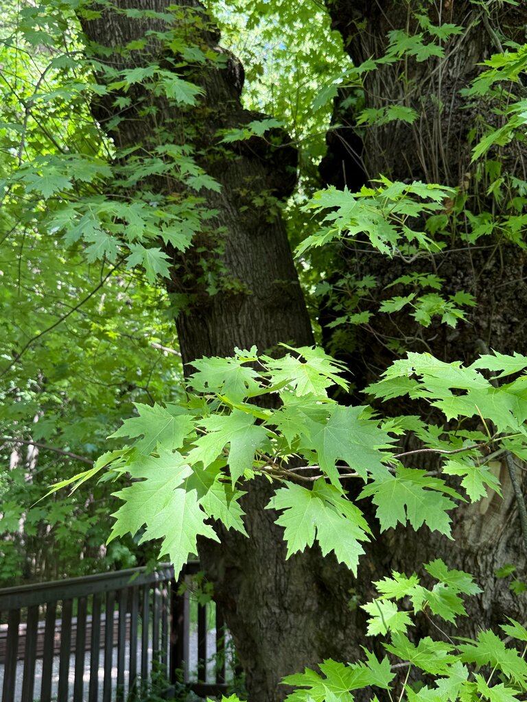 Turistik yerler Сахаристый клён, Moskova, foto