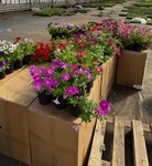 Garden Talk (Podmoskovnaya ulitsa No:24/7, derevnya Ostrovtsy), sera ve bahçe ürünleri  Moskova ve Moskovskaya oblastından
