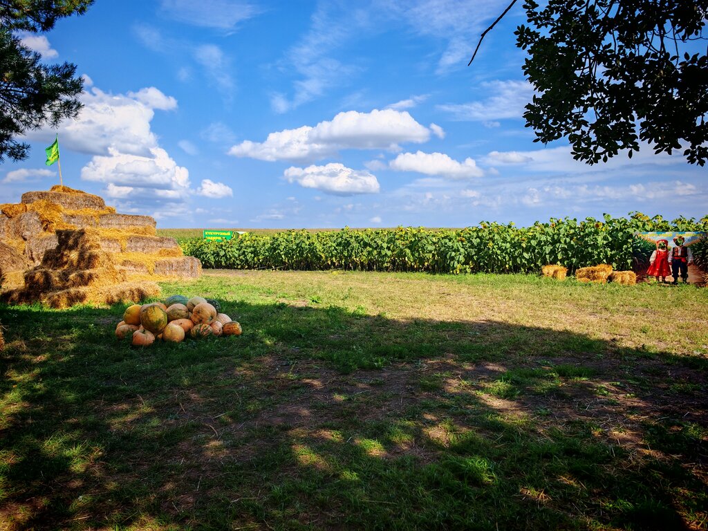 Atraksiyon Кукурузный лабиринт, Orlovskaya oblastı, foto