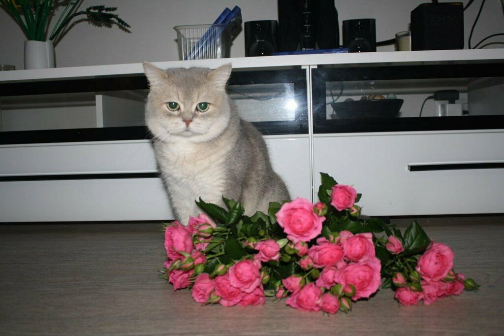 Sergi salonları, galeriler Выставка Питомника MurKino, Moskova, foto