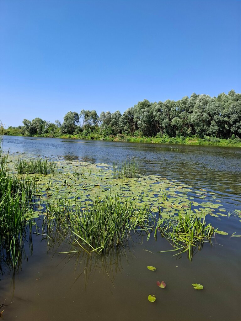 Plaj Пляж Река Мокша, Riazanskaya oblastı, foto