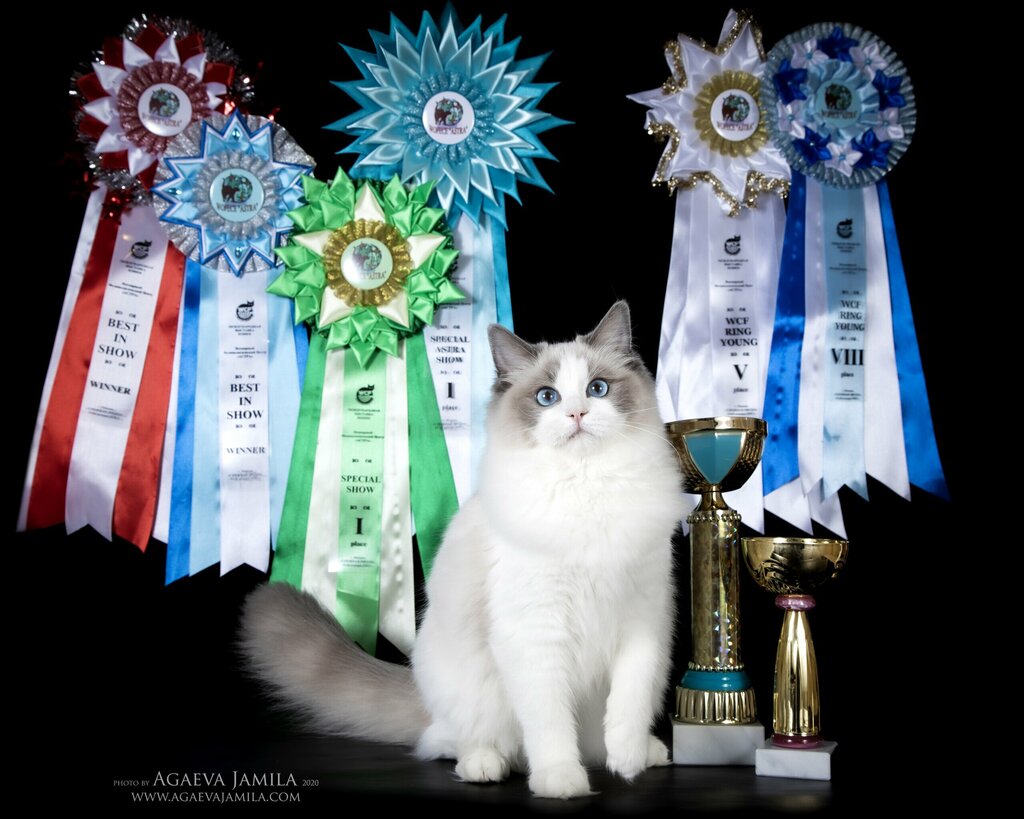 Evcil hayvan yetiştiricileri Valley Tuberose, Moskova ve Moskovskaya oblastı, foto