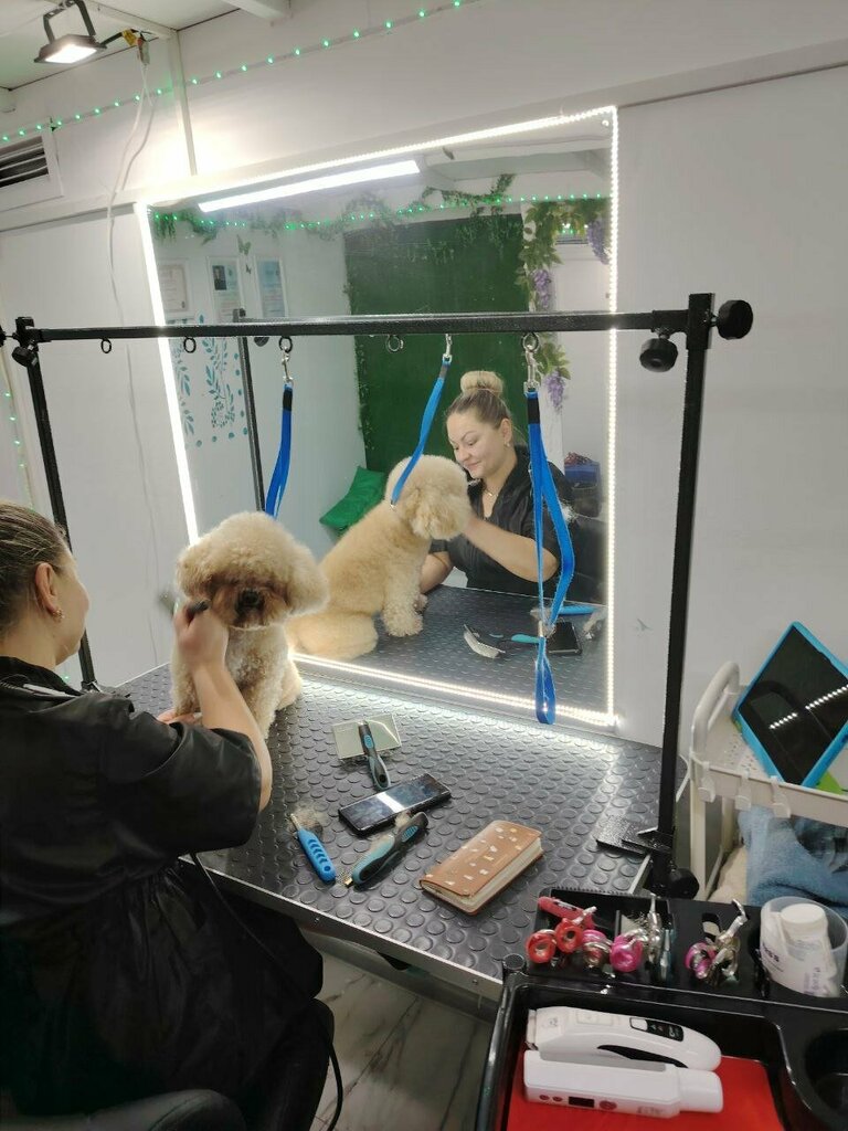 Evcil hayvan kuaförleri Groomily, Moskova, foto