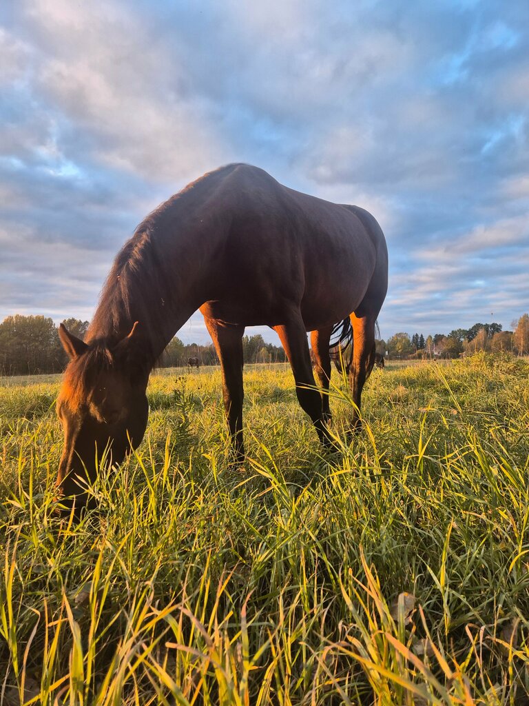 At ve binicilik kulüpleri Конный клуб Можжевельниково, Saint‑Petersburg ve Leningradskaya oblastı, foto
