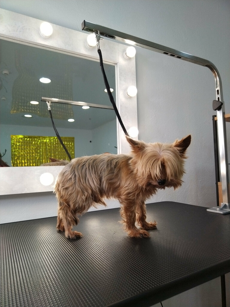 Evcil hayvan kuaförleri Круглый шпиц, Kirov, foto