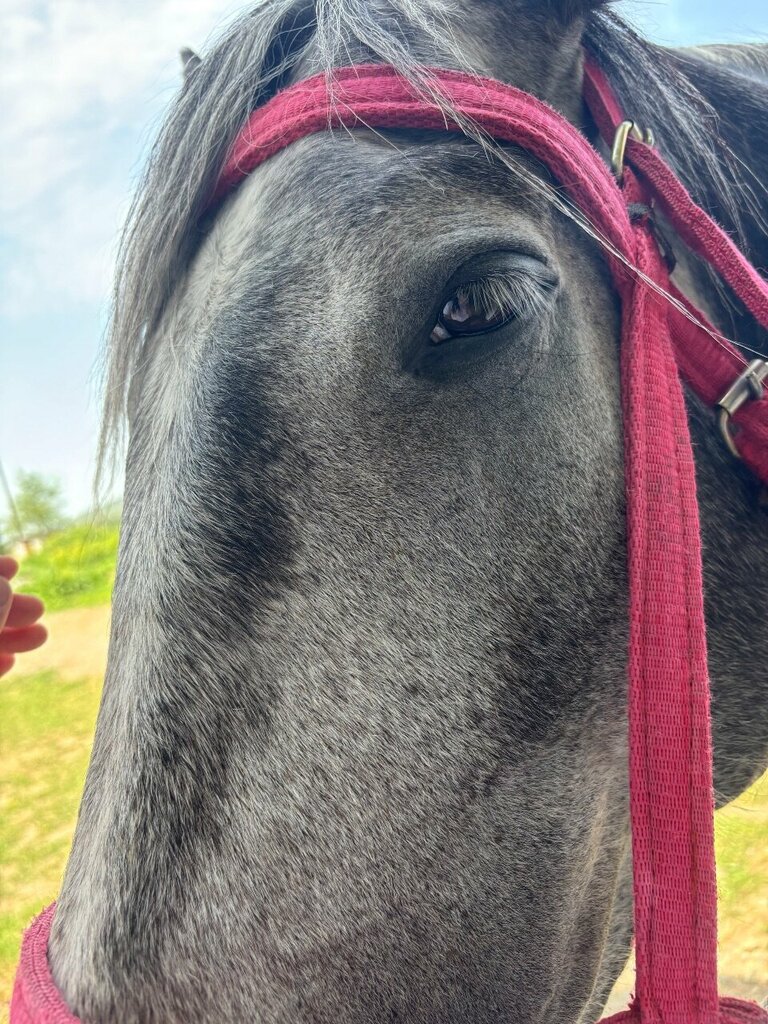 At ve binicilik kulüpleri Altyn Tai, Almatı eyaleti, foto