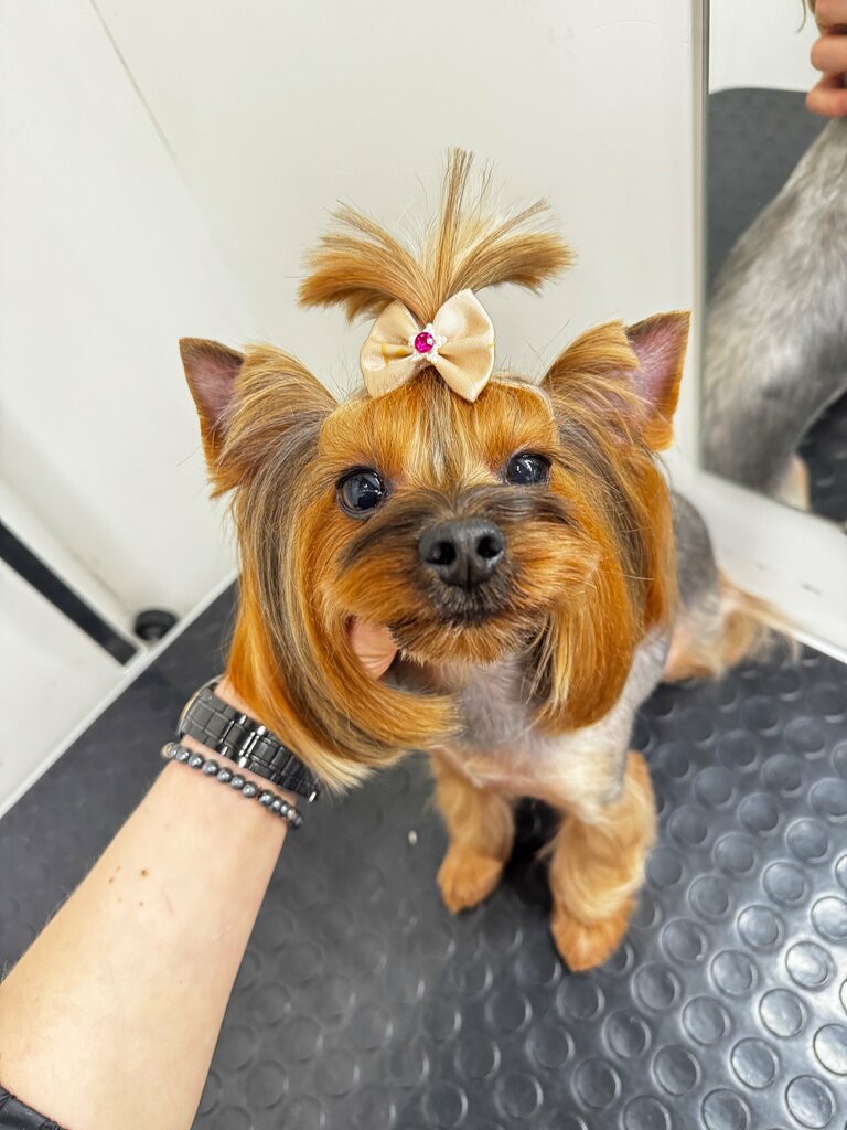 Evcil hayvan kuaförleri Pet Style, Moskova, foto