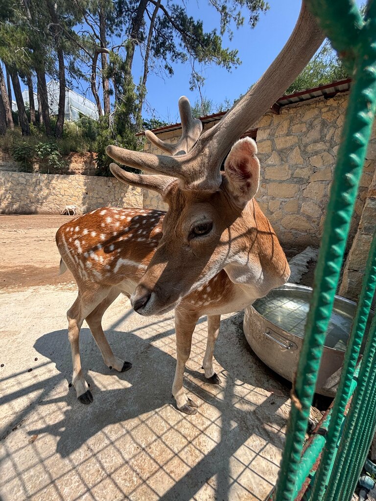 Hayvanat bahçeleri Yaban Park Hayvanat Bahçesi - Zoo Park, Manavgat, foto