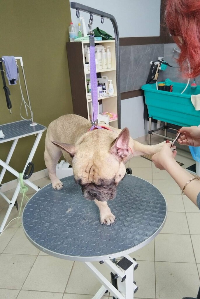 Evcil hayvan kuaförleri Стрижка собак, Moskova ve Moskovskaya oblastı, foto