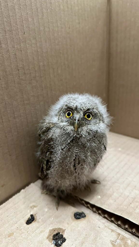 Hayvan barınakları, kulüpleri ve otelleri Орлан, Rostovskaya oblastı, foto