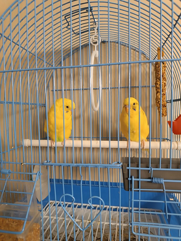 Petshop Zaya and Belochka, Riazan, foto