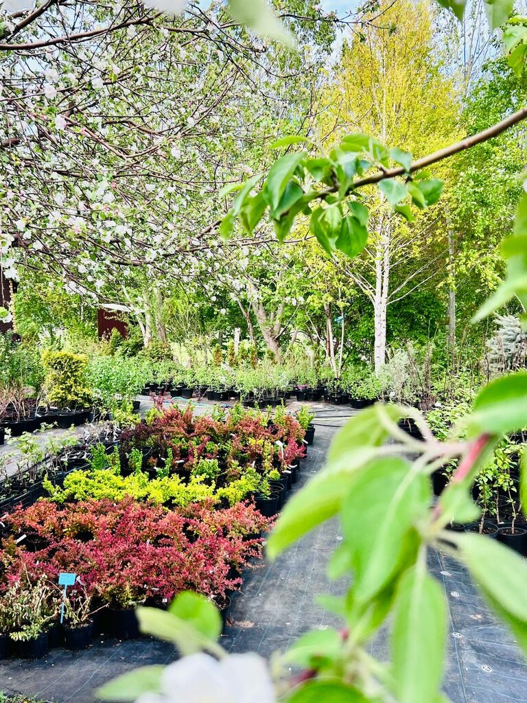 Fidan yetiştiriciliği ИмангалиевСад, Orenburgskaya oblastı, foto