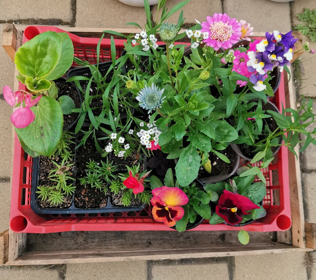 Sera ve bahçe ürünleri Rassada, Krasnoyarsk, foto