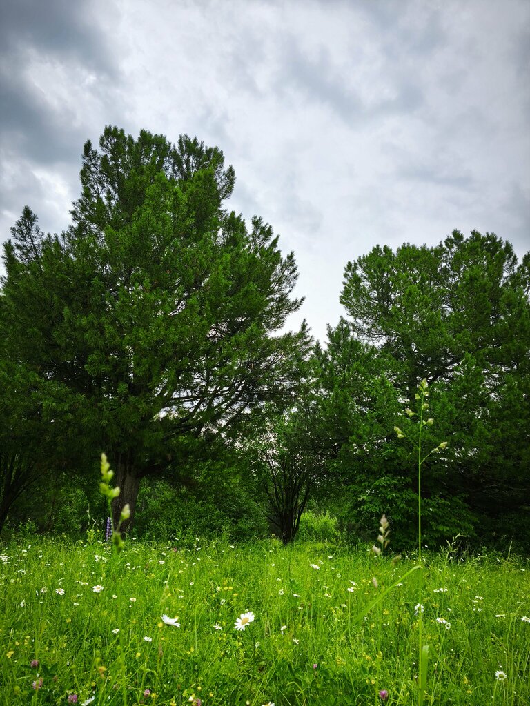 Doğa Кедры пандерские, Udmurtiya, foto