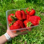 Семейная ферма (Naberezhnaya ulitsa No:5, Khruschyovka Village), fidan yetiştiriciliği  Lipetskaya oblastından