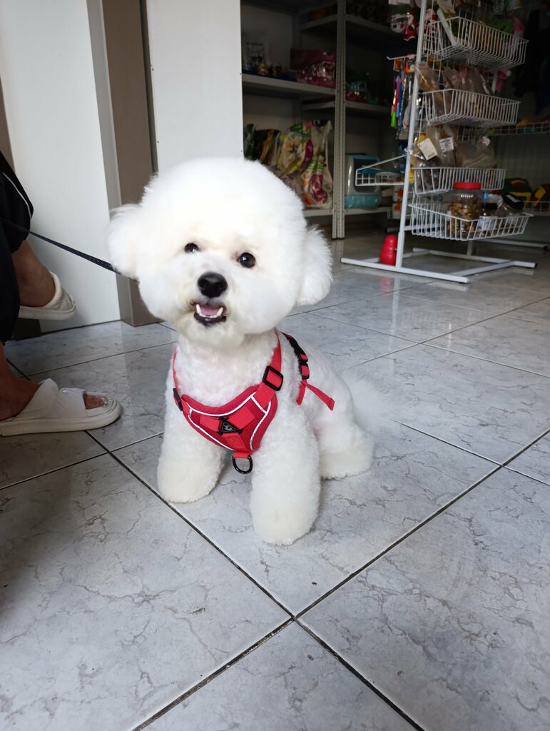 Evcil hayvan kuaförleri Скуби-Ду, Yalta, foto