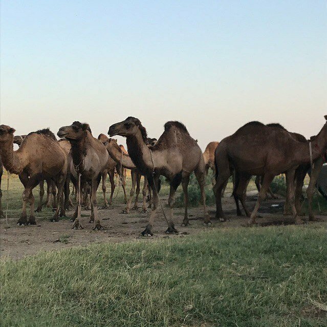 Tarım firmaları Camel Dream, Siriderya eyaleti, foto