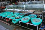 Farmers' market (Khanh Hoa Province, Nha Trang), gıda pazarı  Nha Trang'dan
