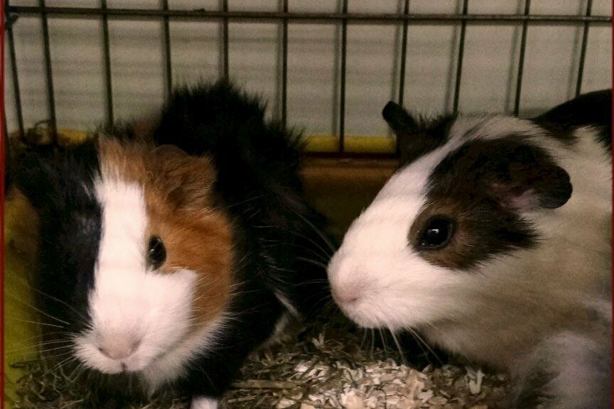 Petshop Фауна, Gorodets, foto