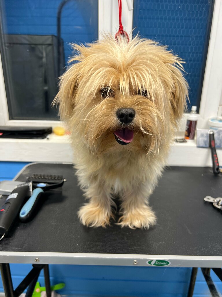 Evcil hayvan kuaförleri ГрумНяня, Liubertsy, foto