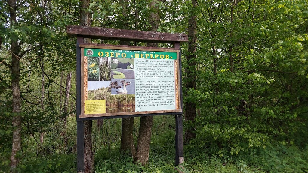 Turistik yerler Beaver backwater, Brestskaya oblastı, foto