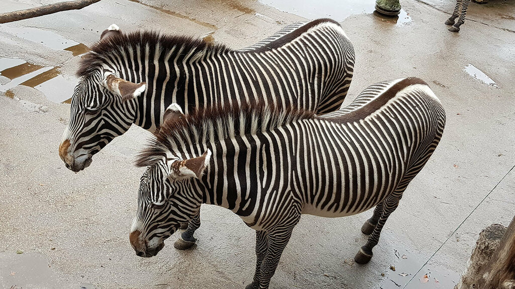 Hayvanat bahçeleri Leipzig Zoological Garden, Leipzig, foto