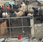 Mjm Farms (Greater Accra Region, City of Accra, Official Street), hayvancılık  Akra'dan