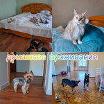Зоогостиница DogHome63 (Nikonova Street No:114), pet otel  Tolyatti'den (Togliatti'den)