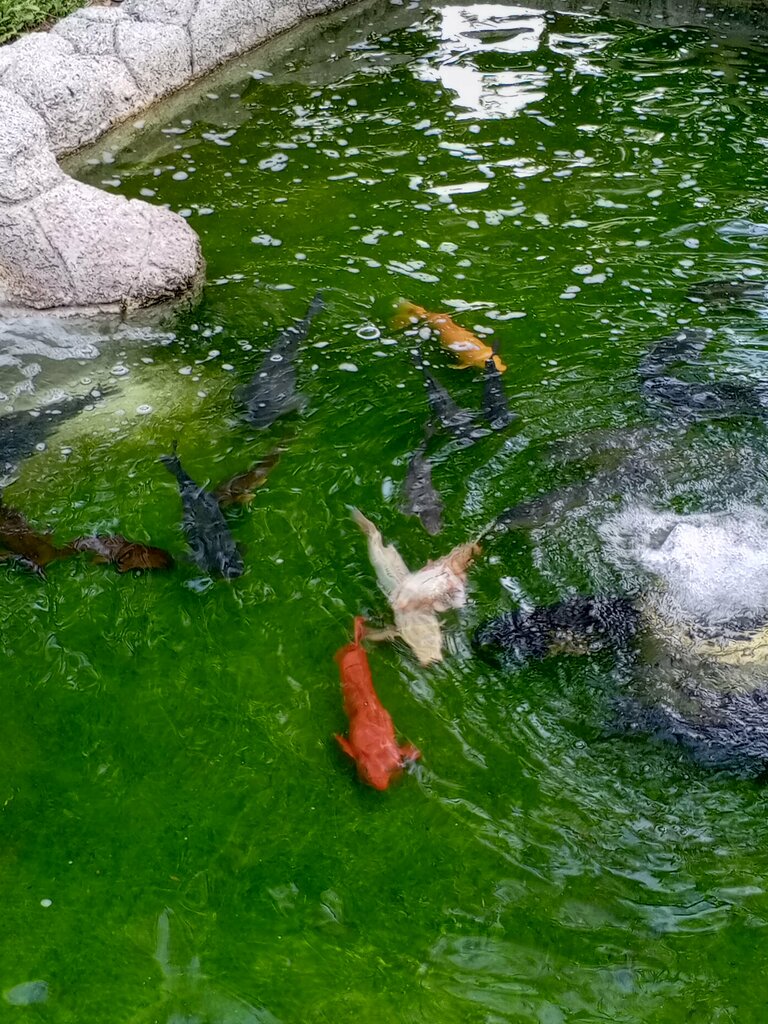 Hayvanat bahçeleri Zoo park, Kemer, foto