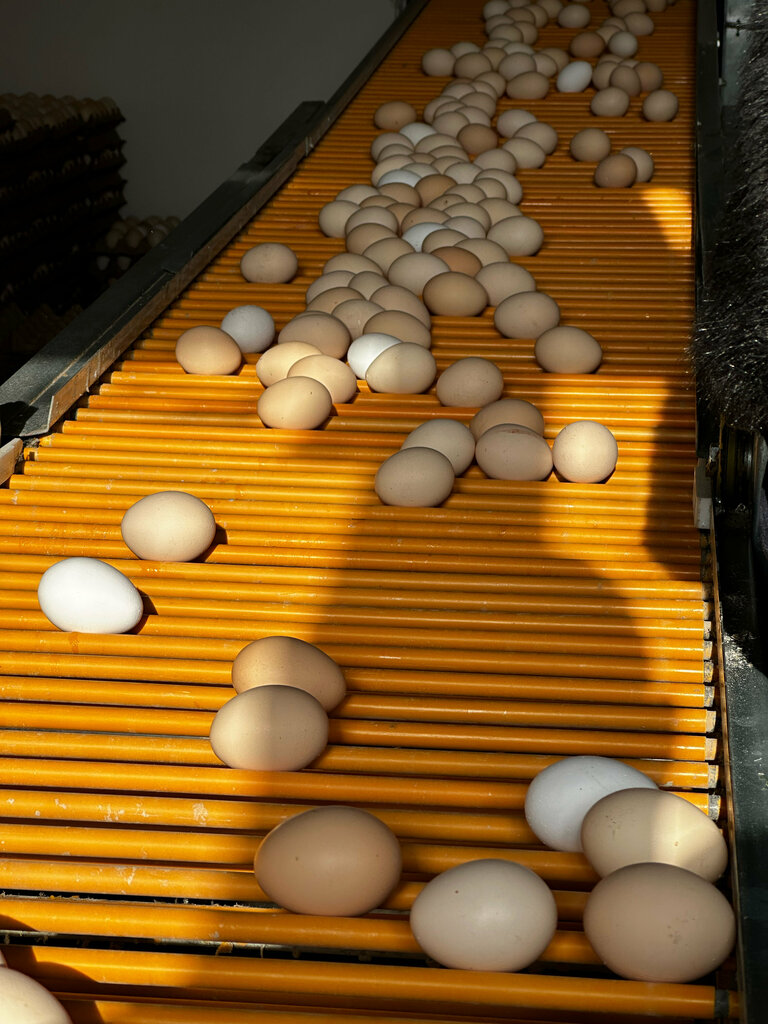 Kanatlı hayvan ürünleri ve yumurta Parkent Gold Chicken, Taşkent eyaleti, foto