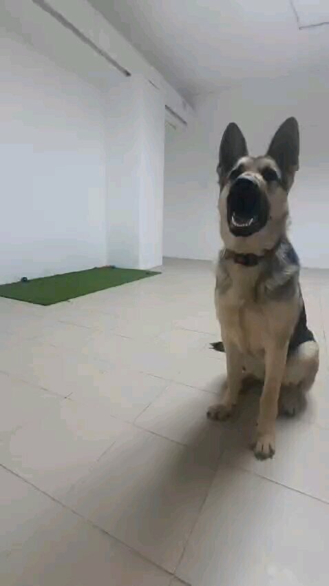 Köpek hizmeti Cynology, Stavropolski krayı, foto