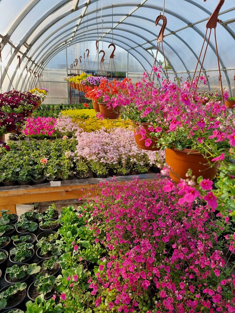 Seracılık Флора Алтая, Barnaul, foto