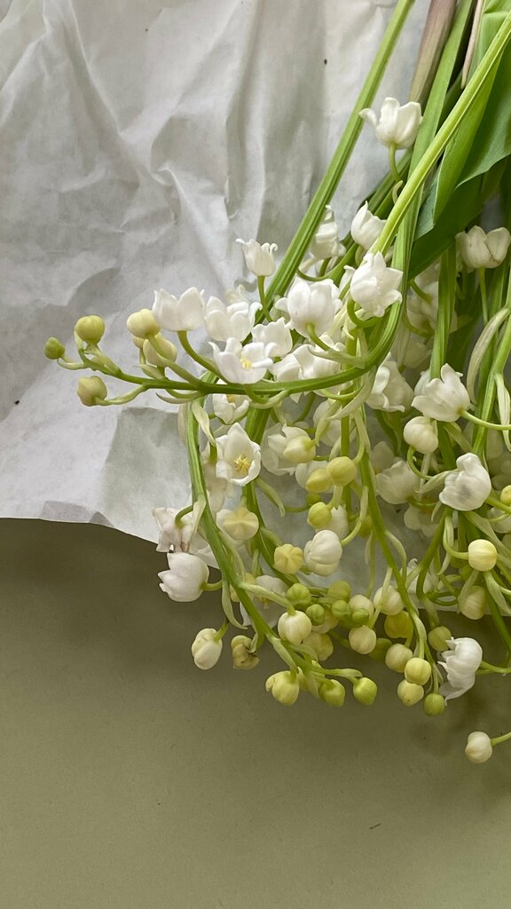 Toptancılar Premier Flowers, Moskova, foto