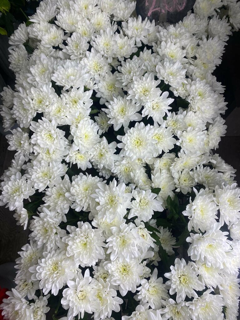 Çiçekçiler Flowers_Malysheva, Sverdlovskaya oblastı, foto