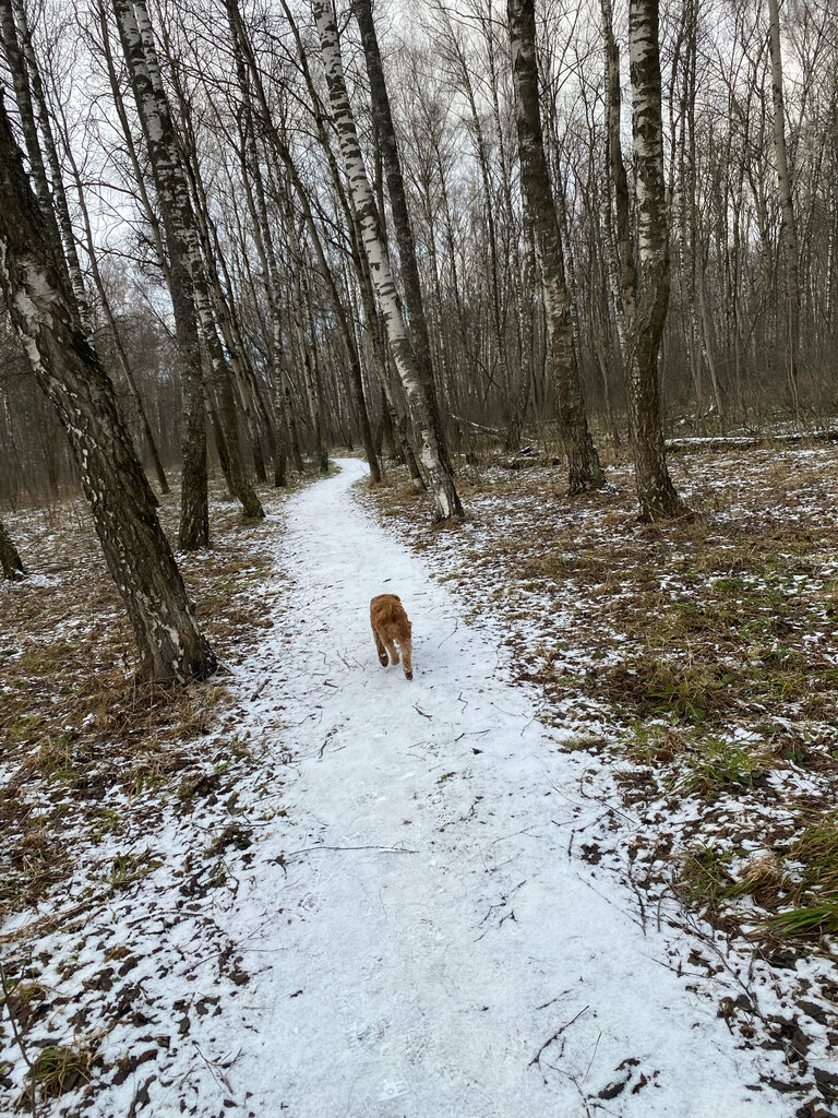 Turistik yerler Заброшенная вышка, Moskova ve Moskovskaya oblastı, foto