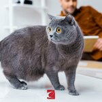 Çağatay Evcil Hayvan Mamaları (Ümit Mah., 7406/1. Sok., No:9, Bornova, İzmir), evcil hayvanlar için ürünler  İzmir'den