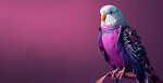 Eflatun Pet Shop (Kütahya, Simav, Hisarardı Mah., Hisarardı Cad., 18), petshop  Simav'dan
