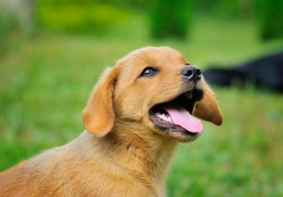 Pet otel Köpek Sporları İstanbul, Şile, foto