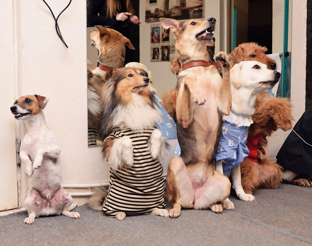 Hayvanat bahçesi merkezi Рыжий пес, Yekaterinburg, foto