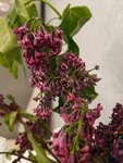 Flower shop (No:30, 4-y mikrorayon), çiçekçiler  Gubkinski'den