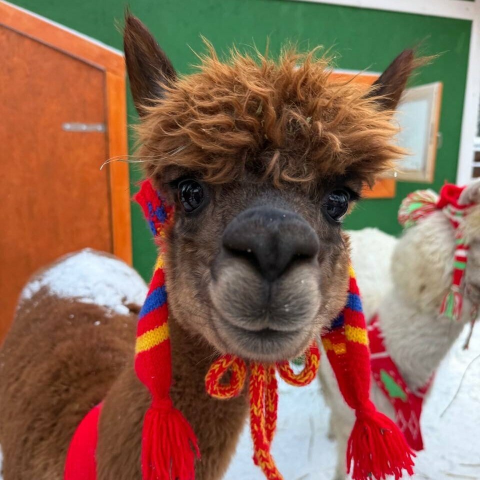 Hayvanat bahçeleri Альпака парк у Ивана Царевича, Kirovskaya oblastı, foto