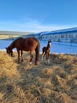 Племенной конный завод Логиново (Kurgan Region, Makushinskiy Municipal District), hayvancılık  Kurganskaya oblastından