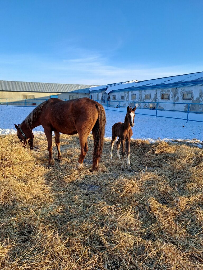 Hayvancılık Племенной конный завод Логиново, Kurganskaya oblastı, foto