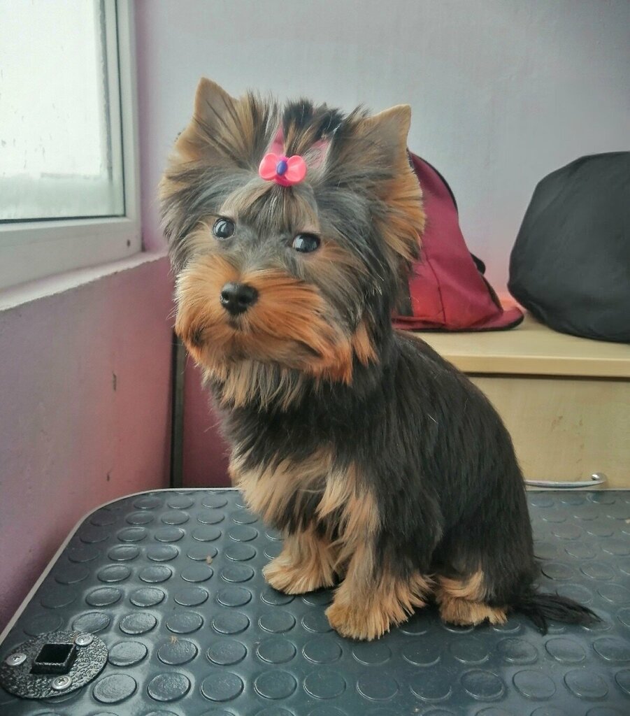 Evcil hayvan kuaförleri Груминг для собак и кошек, Saint‑Petersburg ve Leningradskaya oblastı, foto