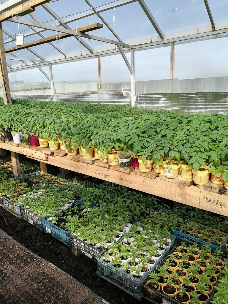 Fidan yetiştiriciliği Фермерское хозяйство, Vladimirskaya oblastı, foto