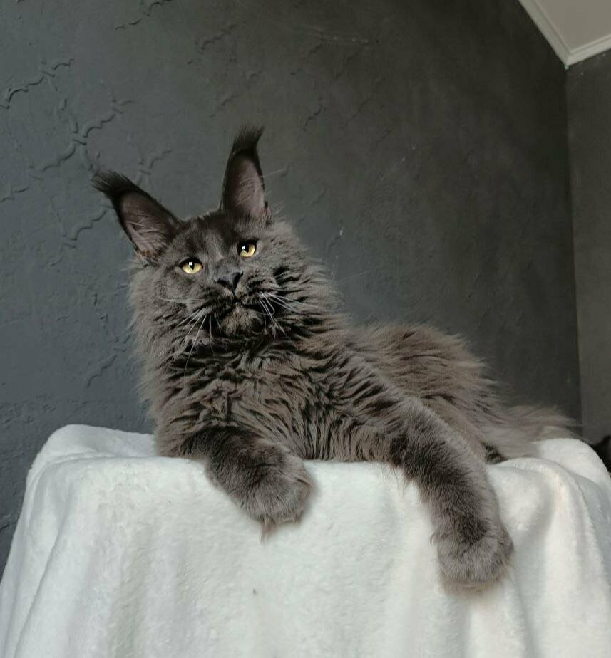 Evcil hayvan yetiştiricileri Xenophont cattery, Yekaterinburg, foto