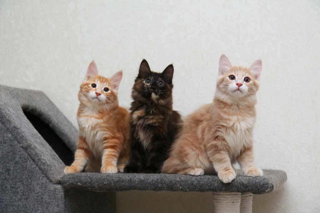 Evcil hayvan yetiştiricileri Cattery Soya Untara, Volgograd, foto