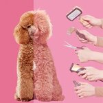Dog stylist (Severnaya Street No:5к2), evcil hayvan kuaförleri  Odintsovo'dan